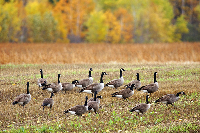 Five Reasons to Envy Geese - OUT FRONT