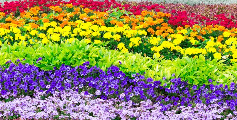 Gods of the Garden: LGBTQ Plant Culture - OUT FRONT